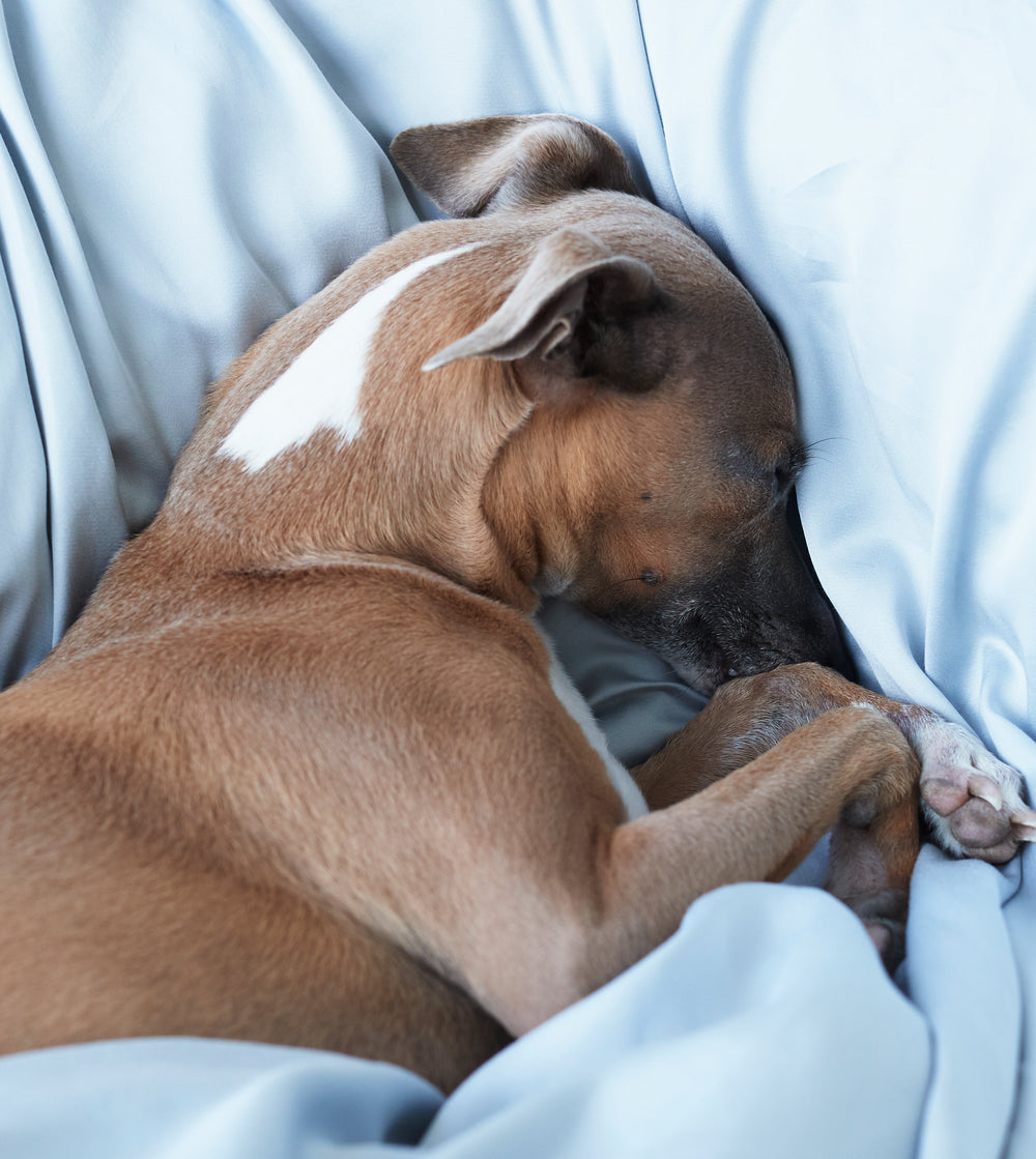 Deep Touch Pressure and Sleep – Groundd